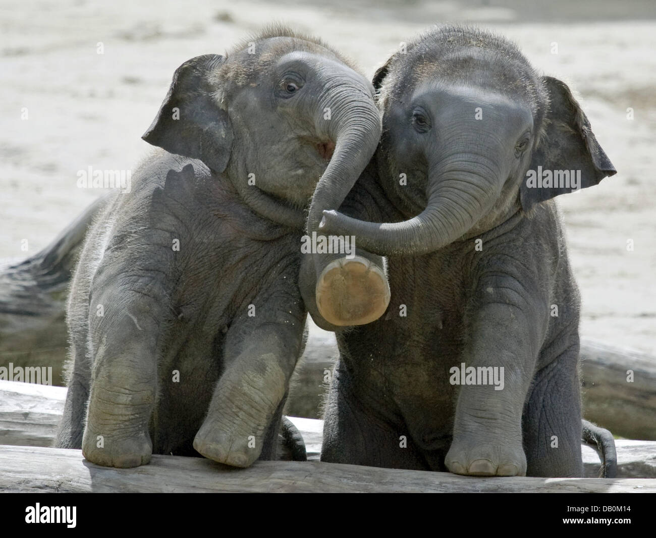 Two little Asian elephants (lat.: Elephas maximus) play with each other ...
