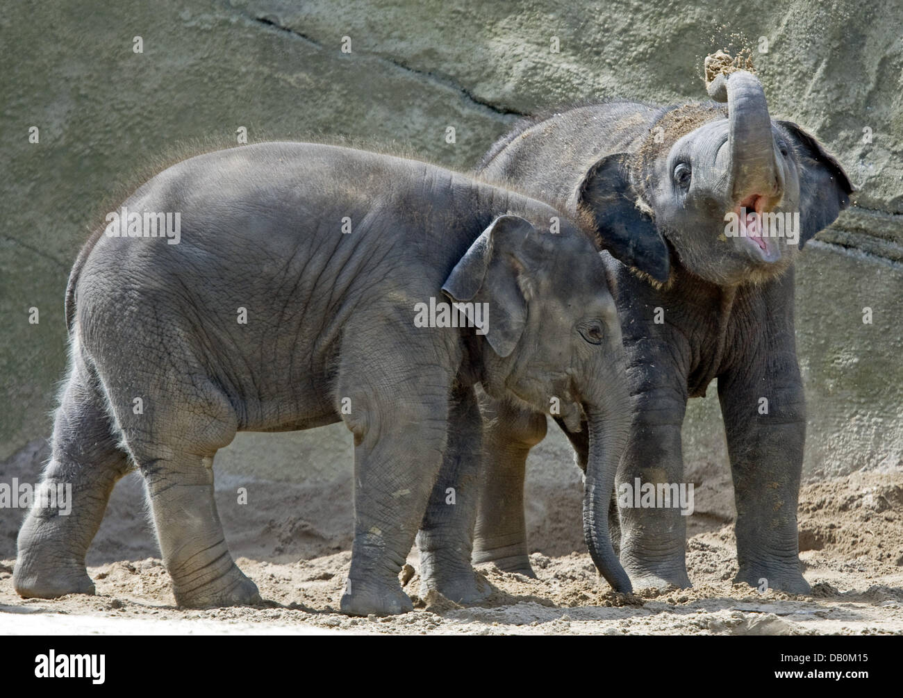 Two Asian elephants calves (lat.: Elephas maximus) play with each other ...