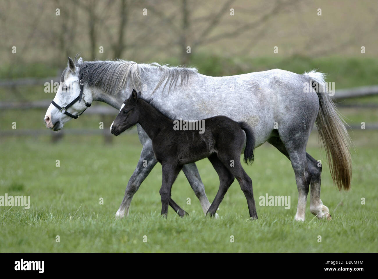The undated picture shows a German Riding Pony foal and its mother out ...