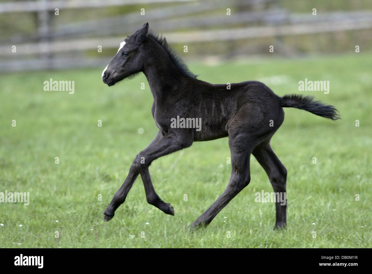 The undated picture shows a German Riding Pony foal out at feed ...