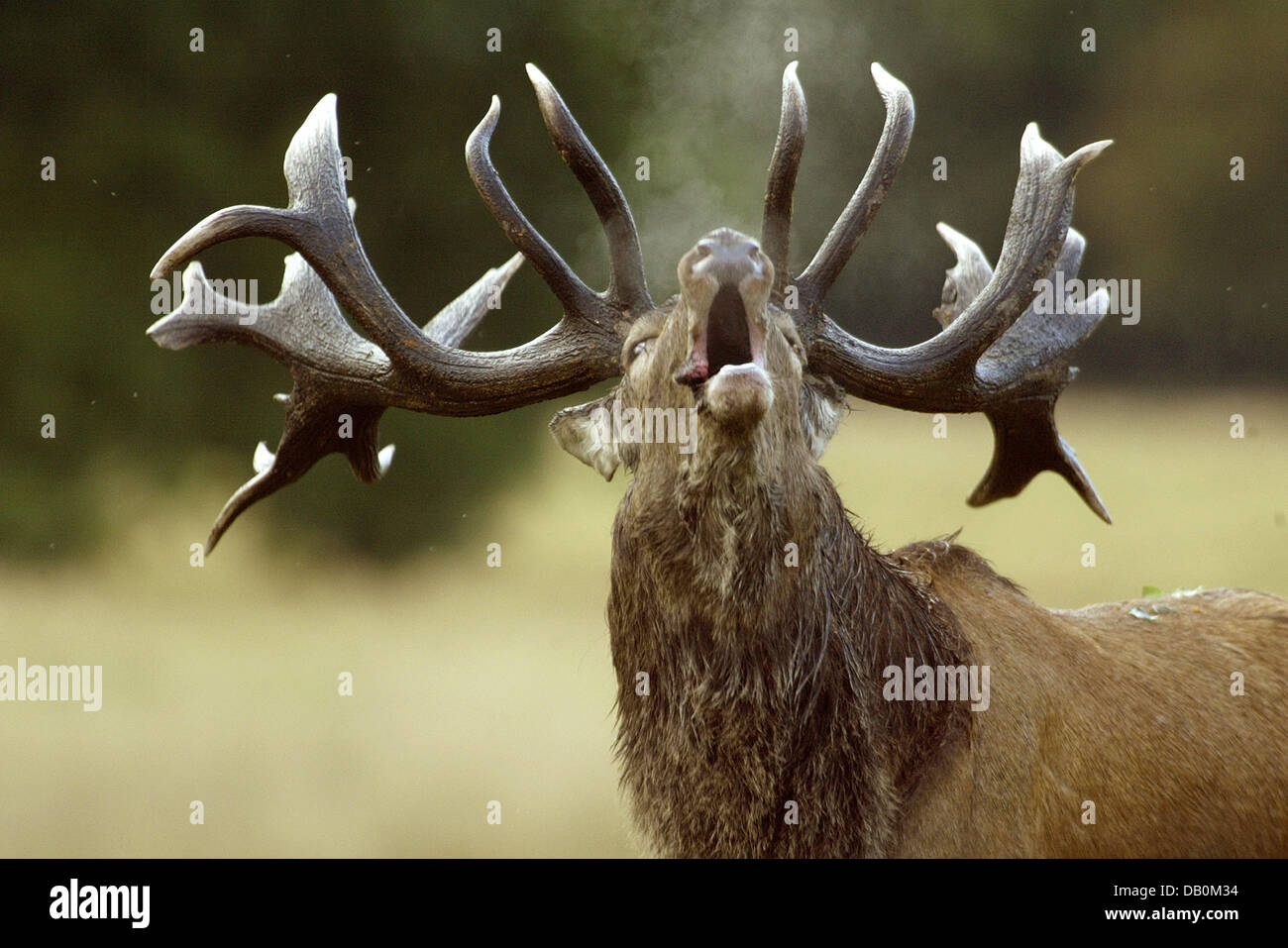 A stag (lat.: Cervus elaphus) with impressive horns bells during ...