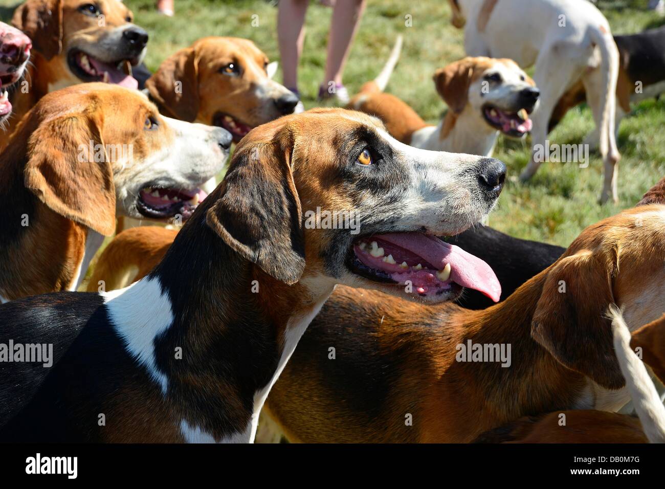 Warwickshire hunt hi-res stock photography and images - Alamy