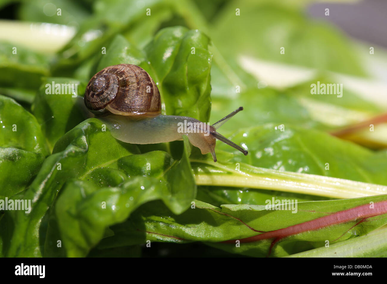 Rainbow snail hi-res stock photography and images - Alamy