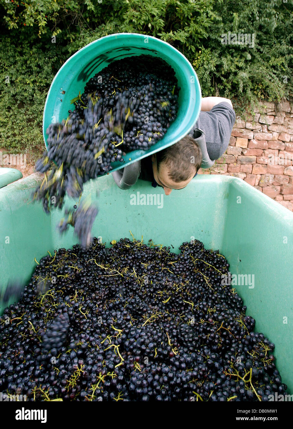 Vintage harvester reload pinot noir grapes on a vineyard in Klingenberg ...