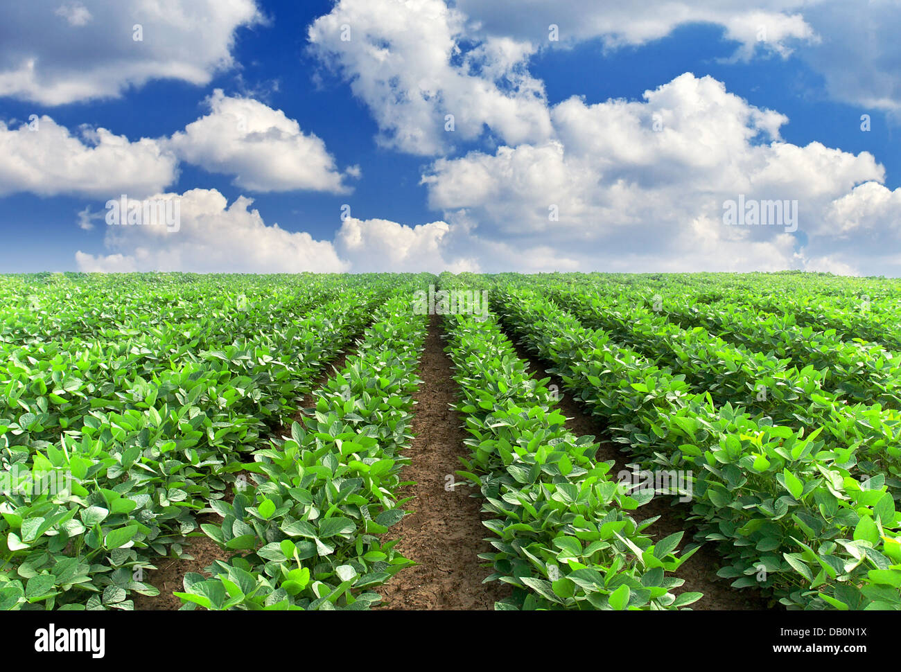 Rows on the field. Agricultural landscape Stock Photo - Alamy