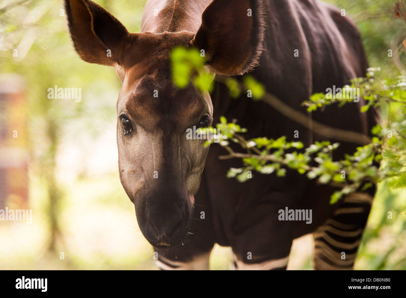 Okapi In The Wild
