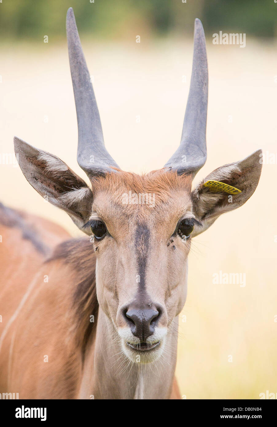 Bristol, UK. 22nd July, 2013. An Eland, the largest antelope in the ...