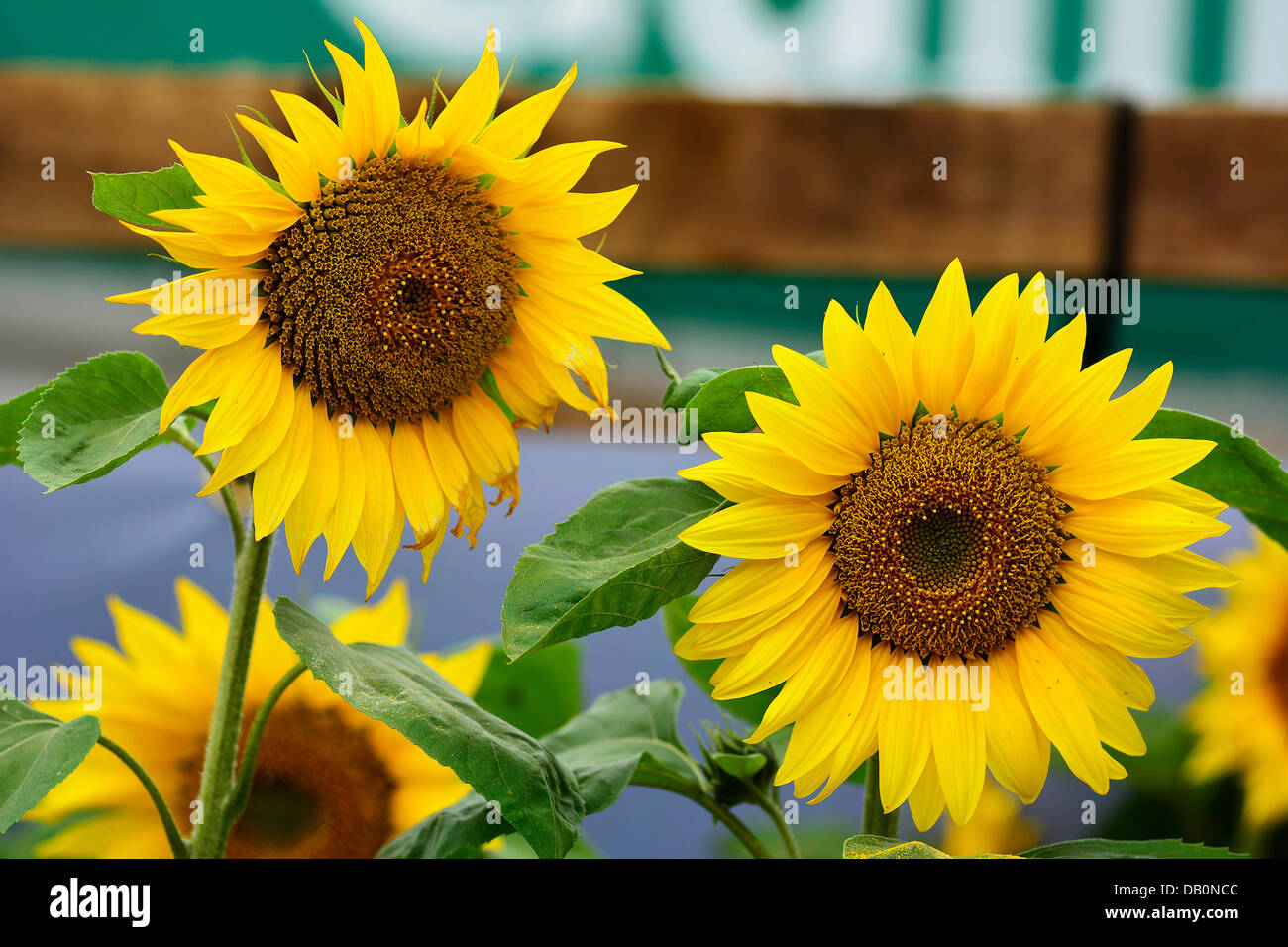 Alamy flower photo hi-res stock photography and images - Alamy