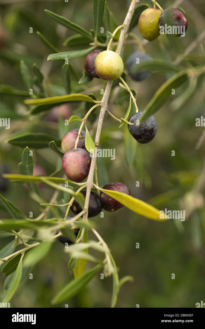 Olives on the tree before harvesting Stock Photo - Alamy