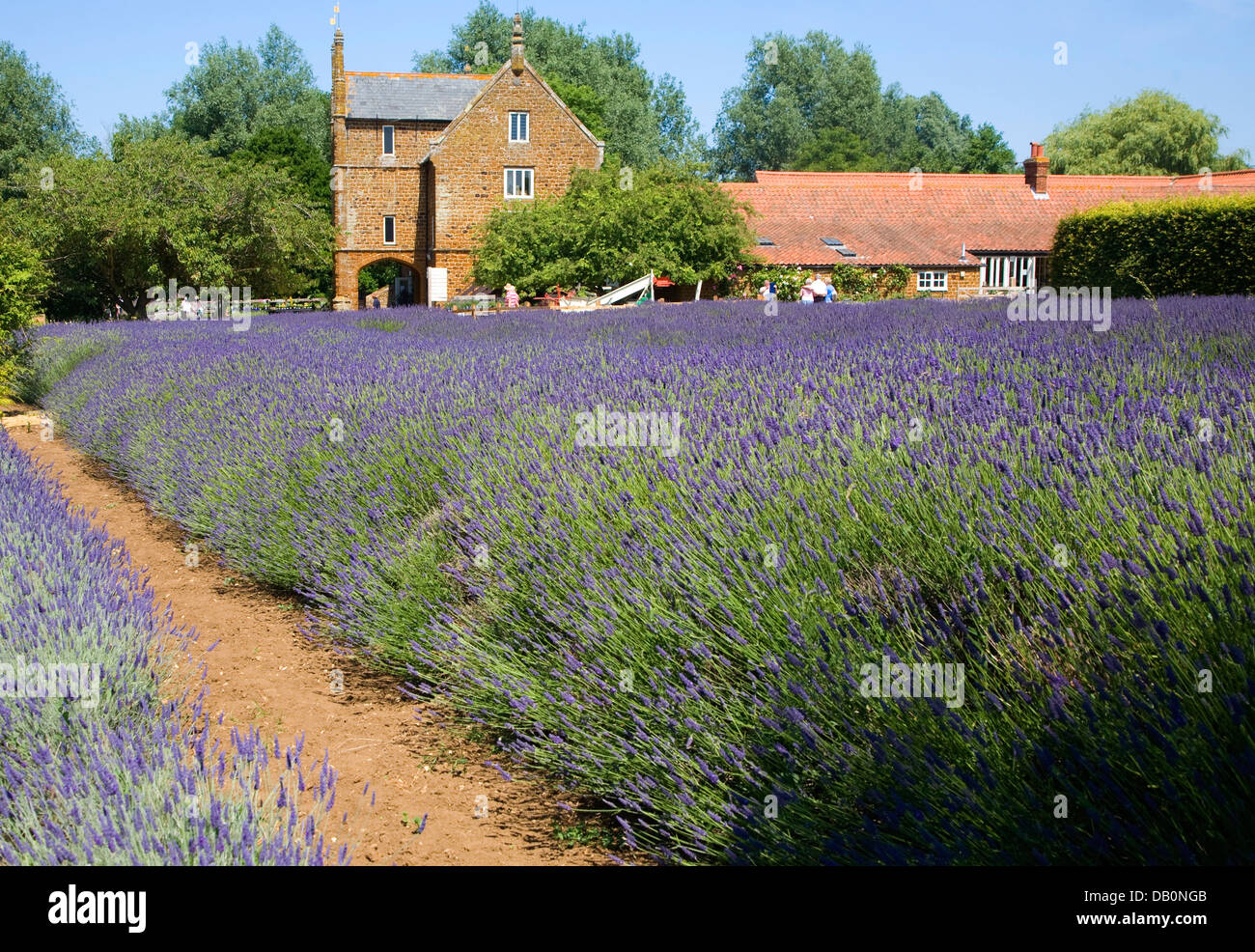 Norfolk lavender Heacham, Norfolk, England Stock Photo - Alamy