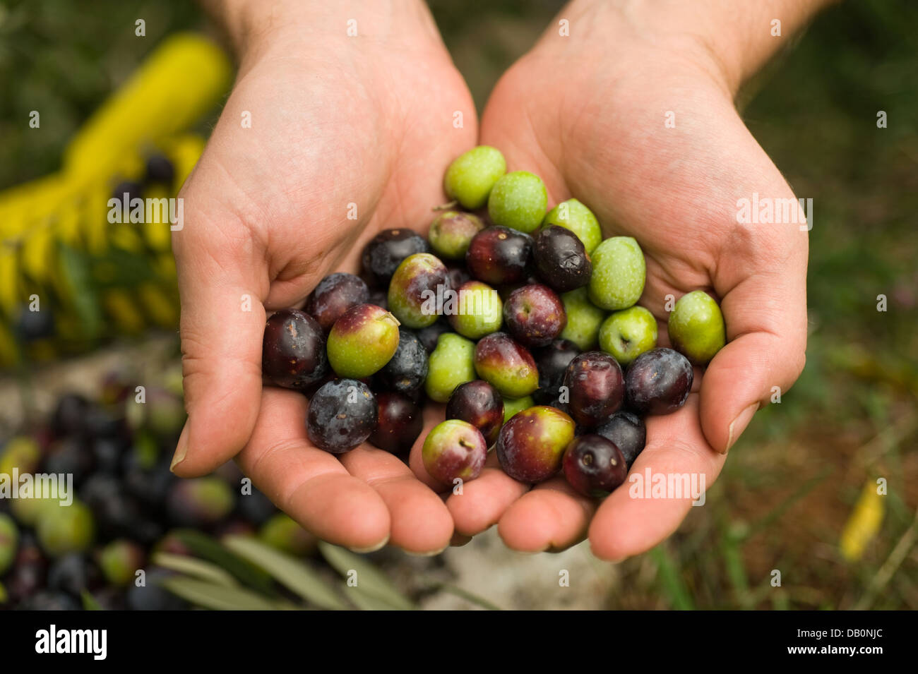 Hands holding olive tree hi-res stock photography and images - Alamy