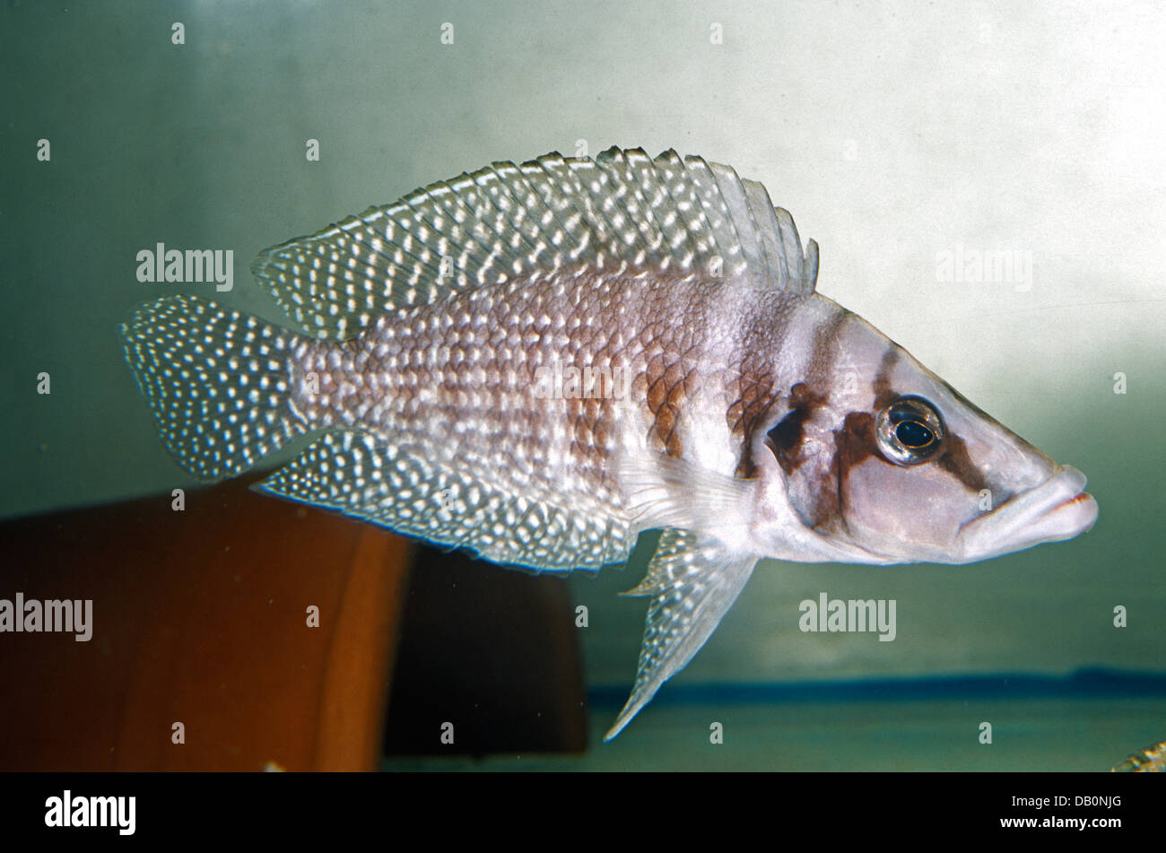 White Calvus Cichlid