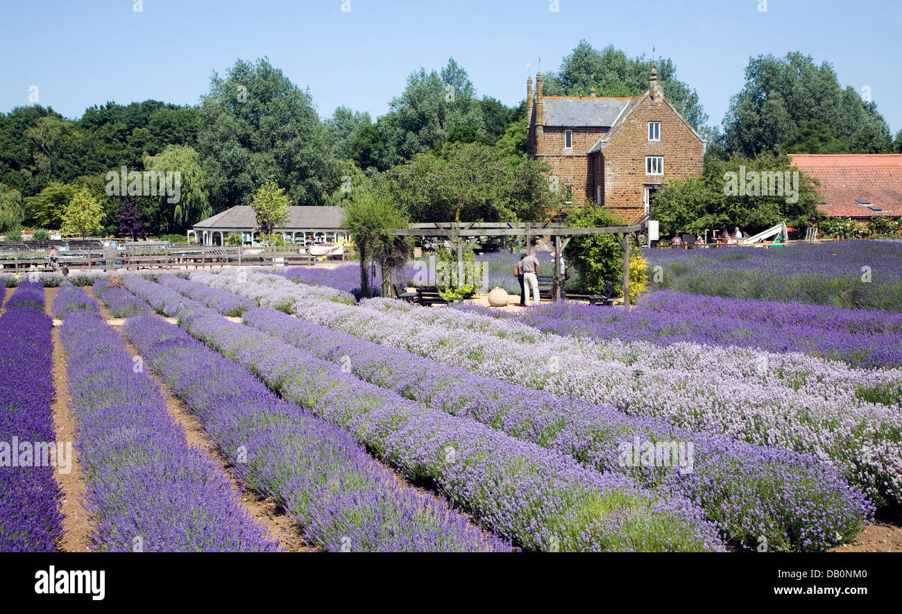 Norfolk lavender Heacham, Norfolk, England Stock Photo - Alamy