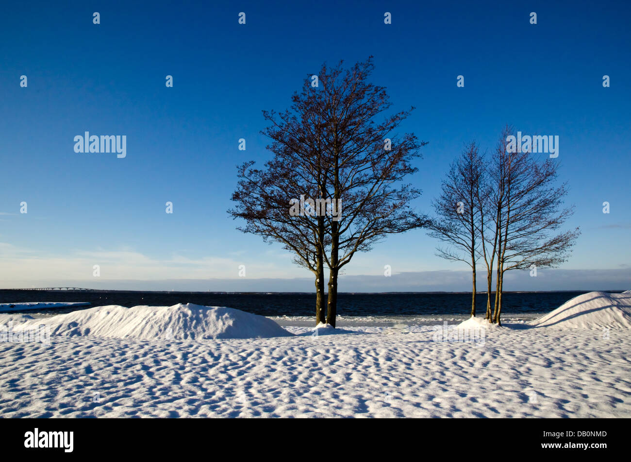 Winter landscape snow alder trees hi-res stock photography and images ...