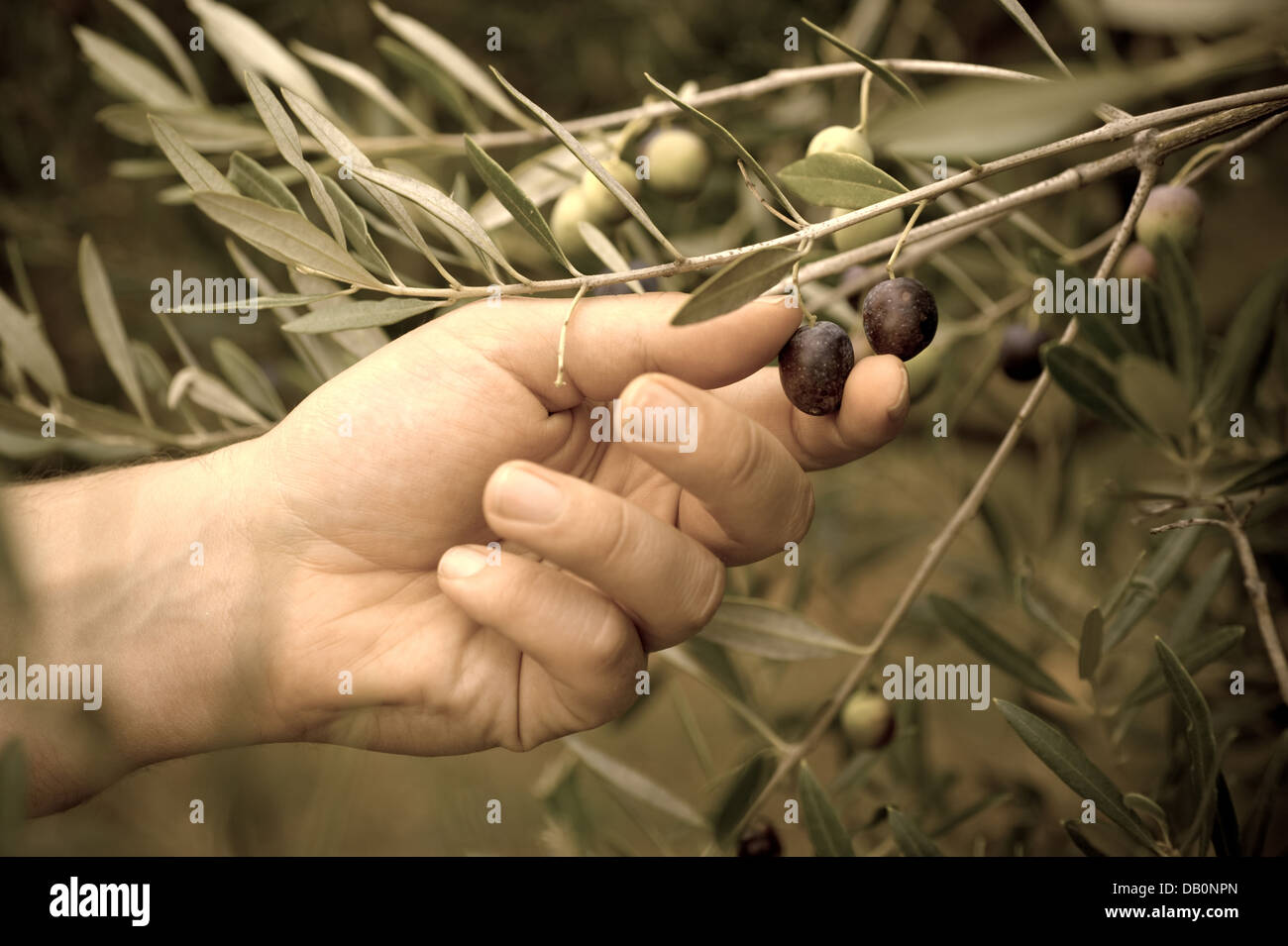 Picking olives by hand. Toned image Stock Photo - Alamy