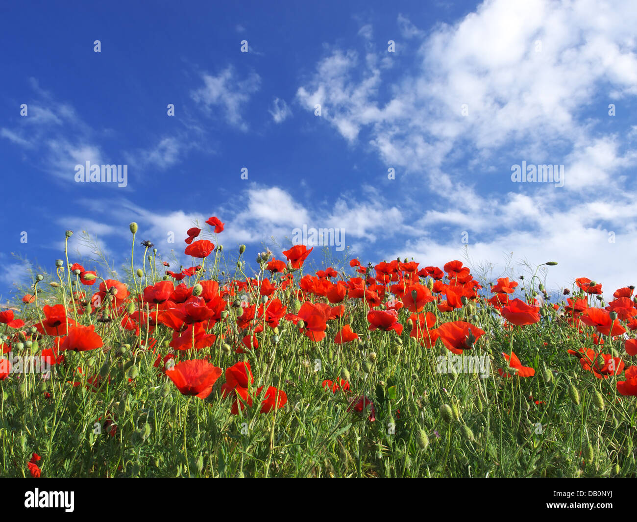 Red poppy on the sky background. Beautiful summer landscape Stock Photo ...