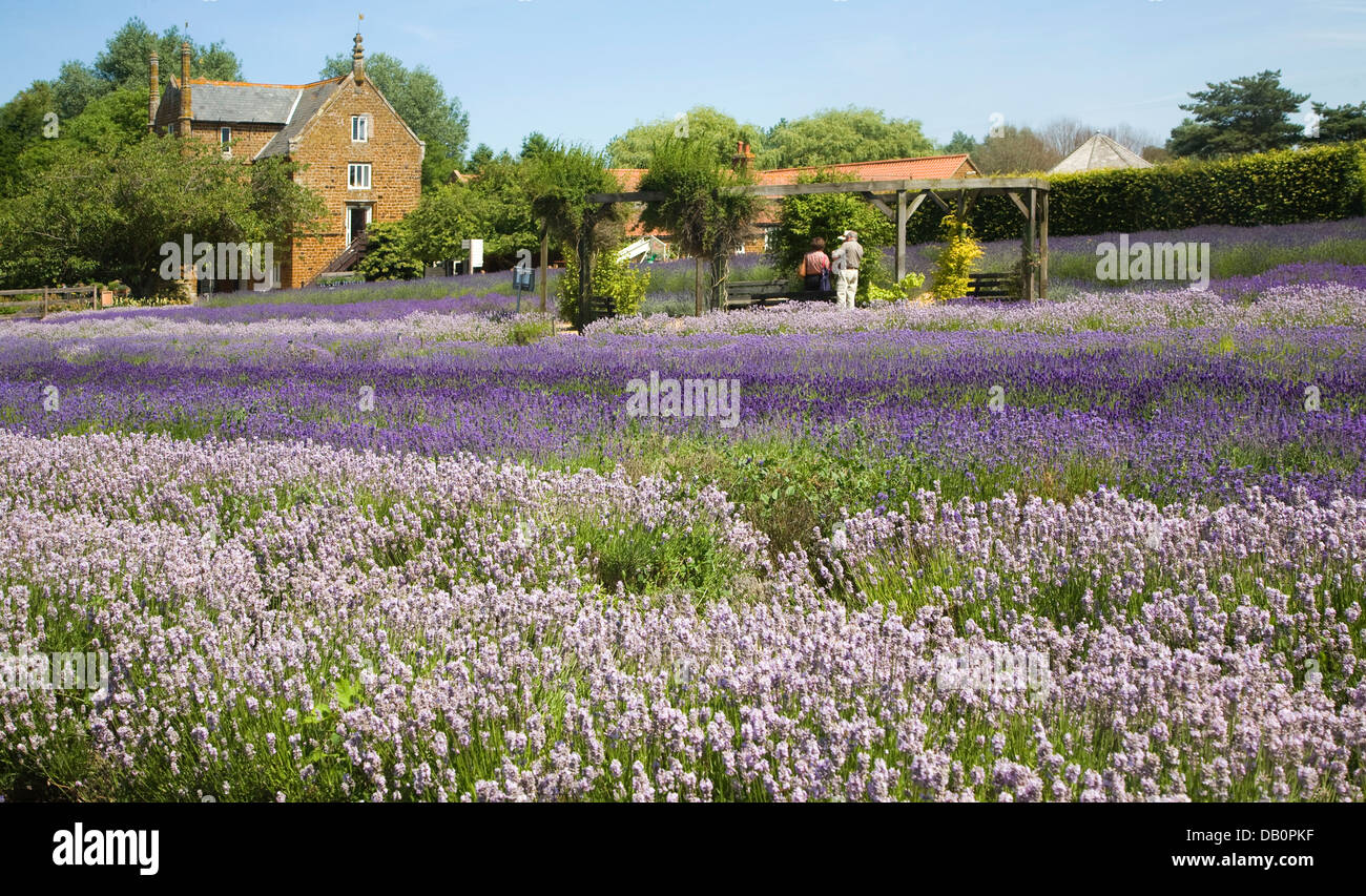 Norfolk Lavender Field High Resolution Stock Photography and Images - Alamy