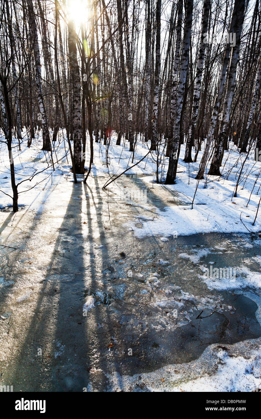 morning sun beams in early spring forest Stock Photo - Alamy