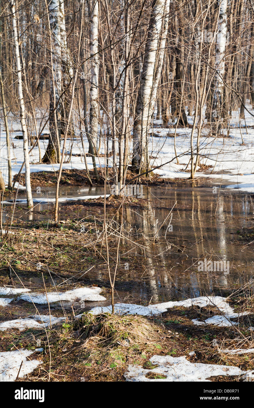 snow melting in birch forest in early spring Stock Photo - Alamy
