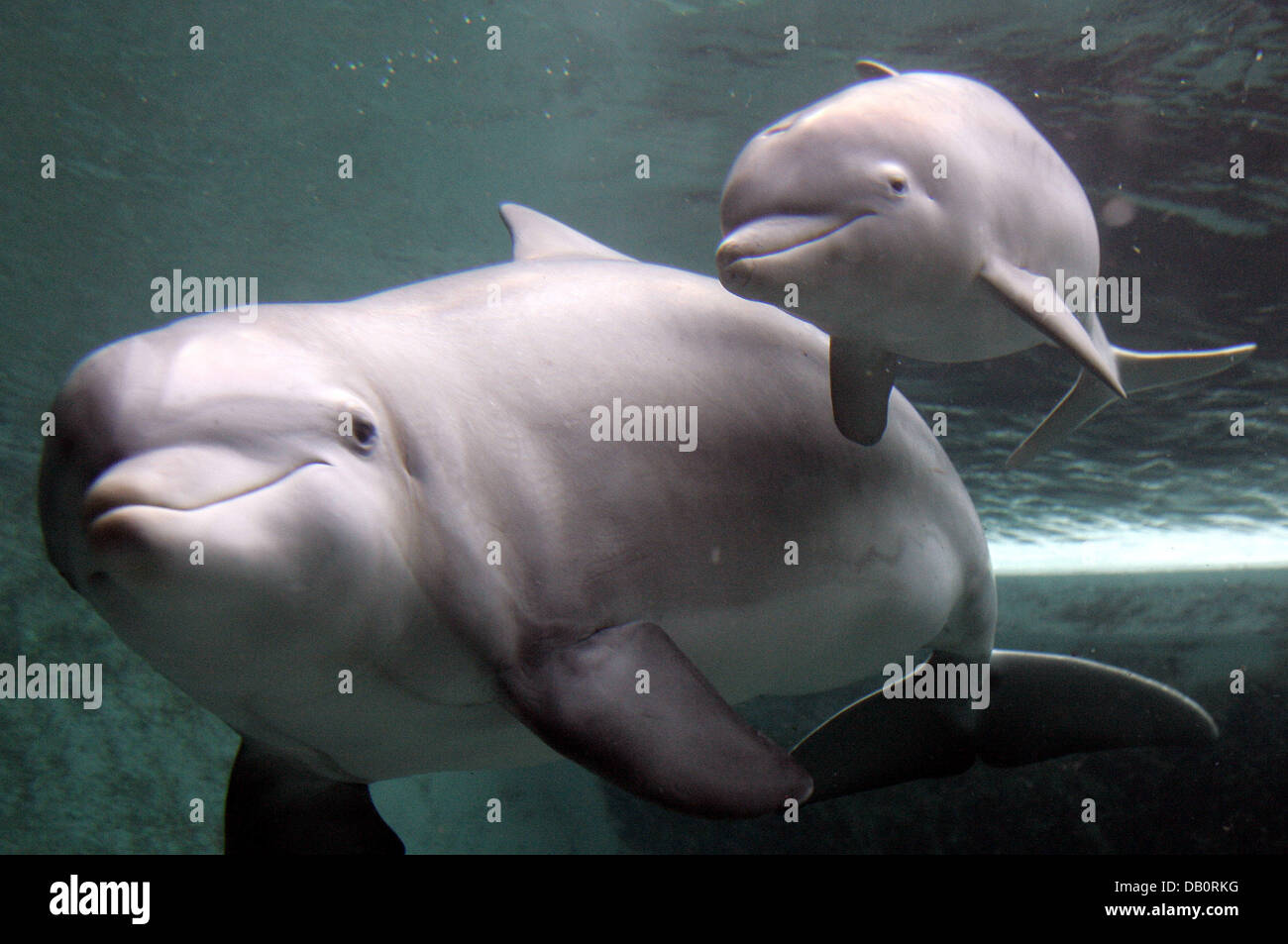 Dolphin And Its Baby