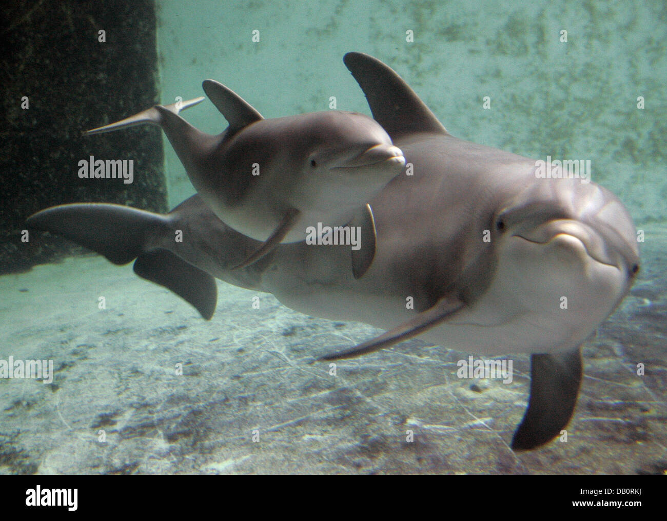 Animals Born At Zoos Dophins