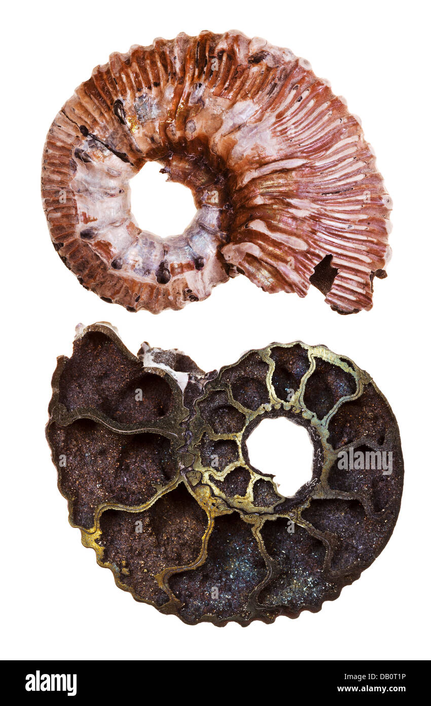 two sides of mineral fossil ammonite shell isolated on white background ...
