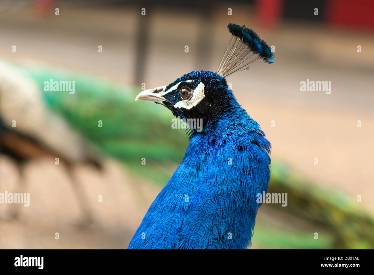 Male peafowl hi-res stock photography and images - Alamy