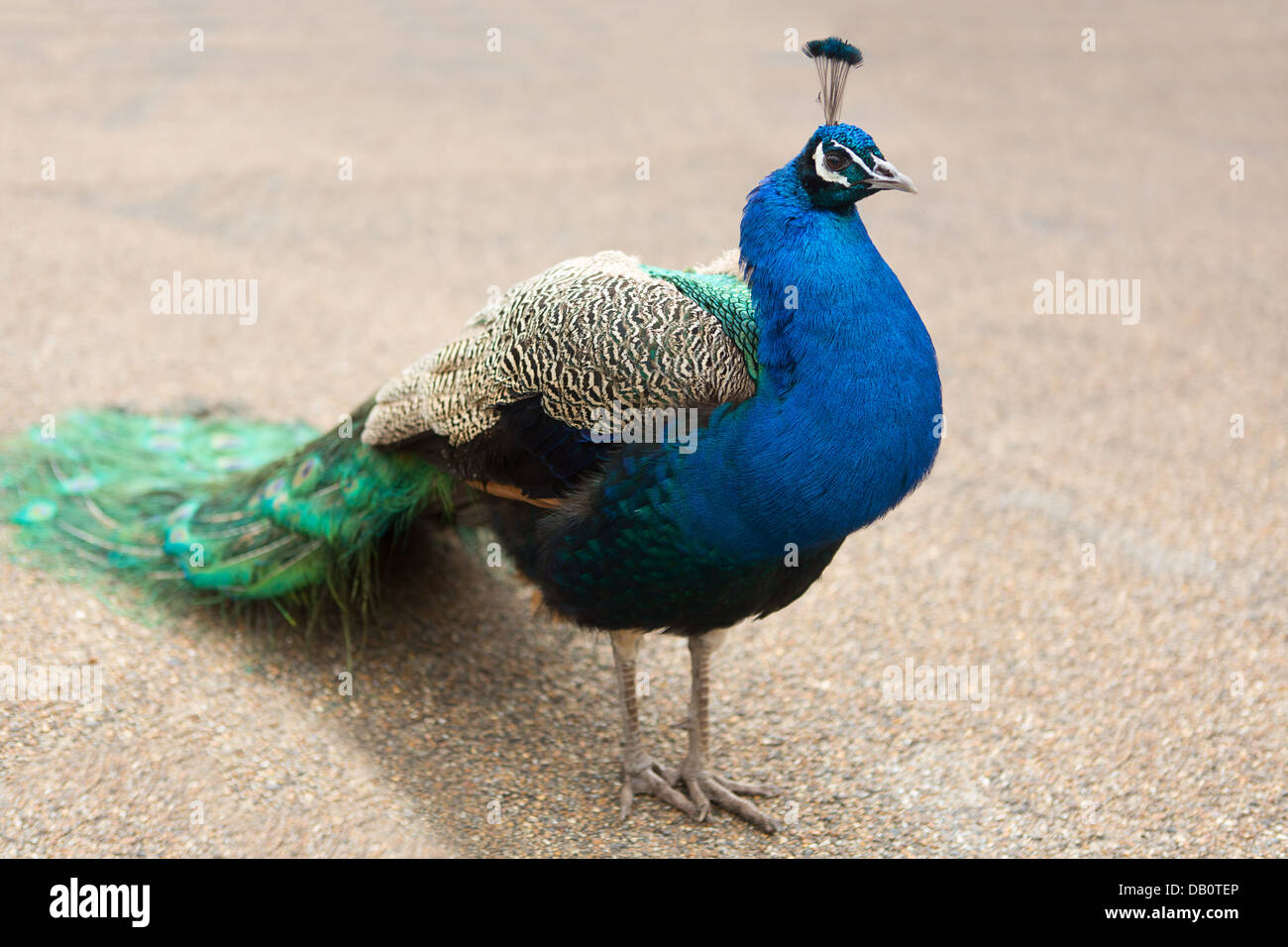 Peafowl hi-res stock photography and images - Alamy