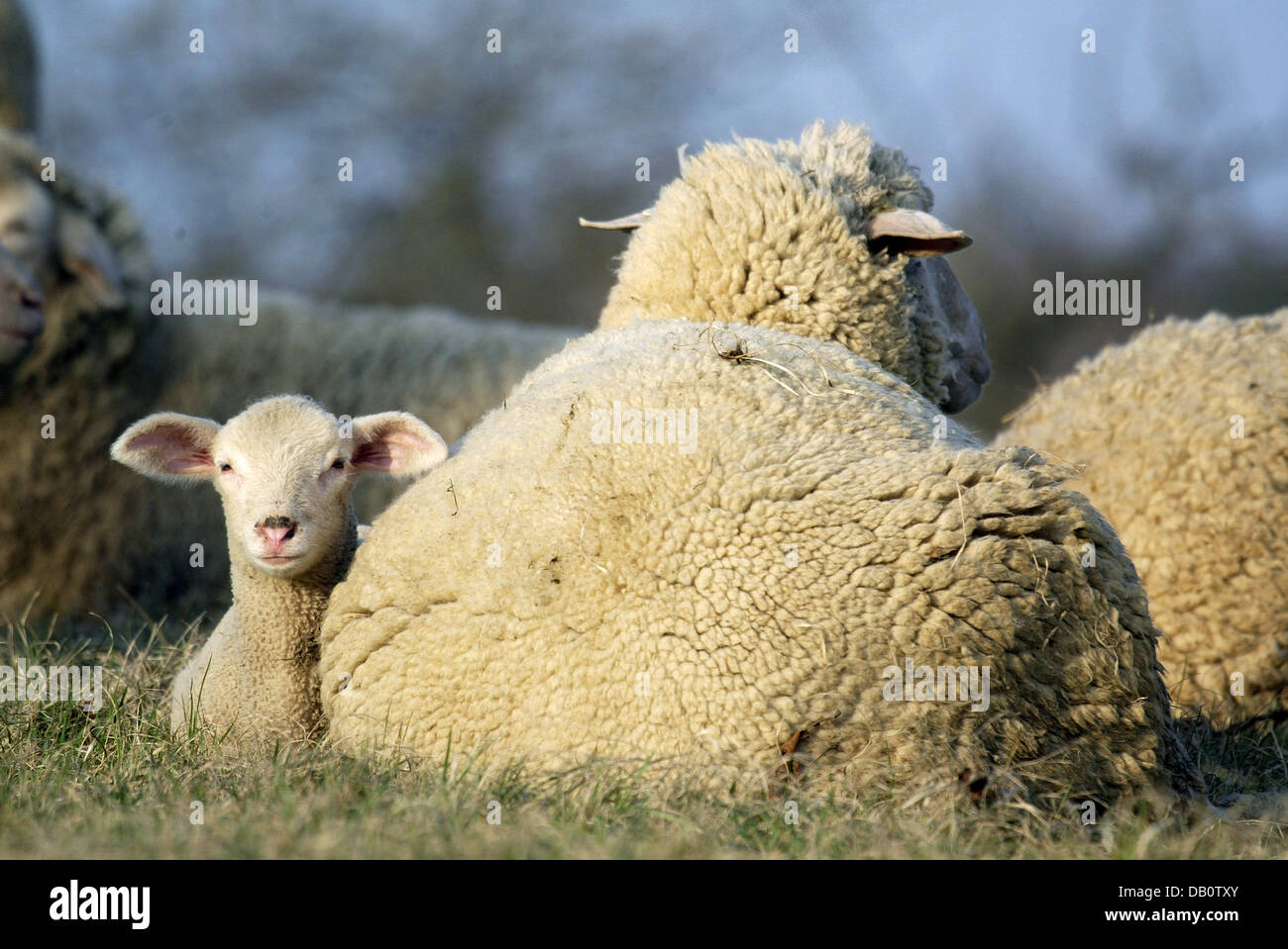 The undated recent picture shows a Merino sheep lying on a meadow with ...