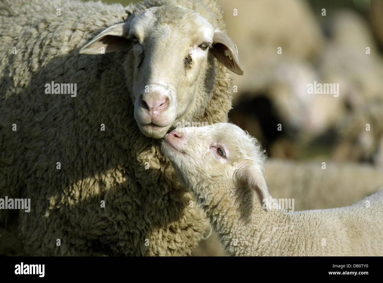 The undated recent picture shows a Merino sheep and its lamb in Germany ...
