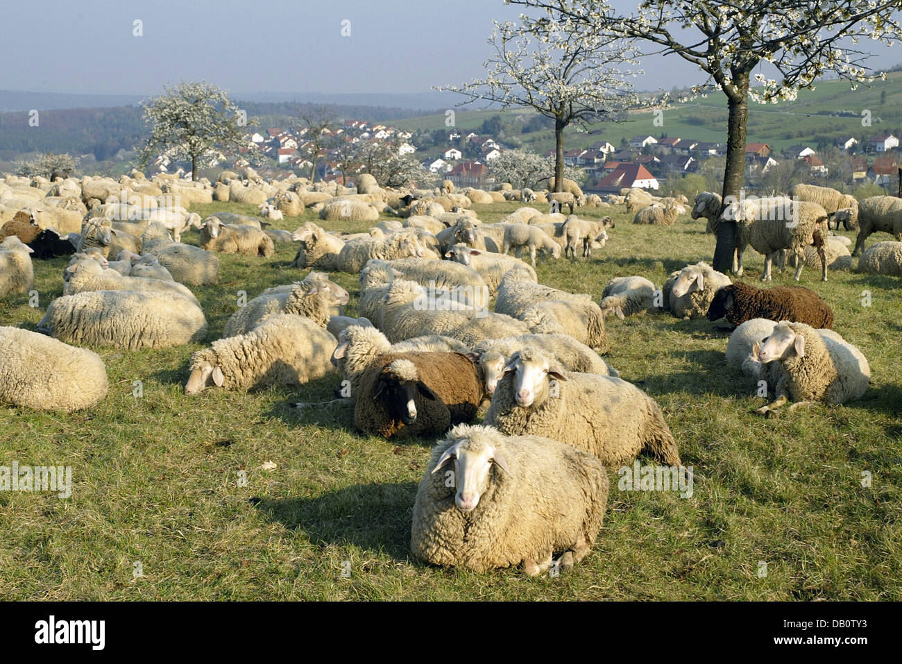 The undated recent picture shows a flock of Merino sheep lying on a ...