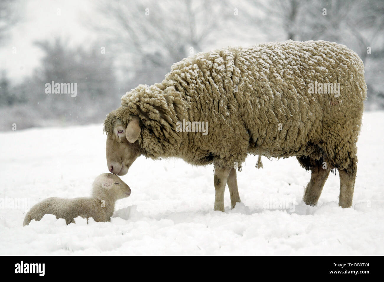 The undated recent picture shows a Merino sheep and its lamb in the ...