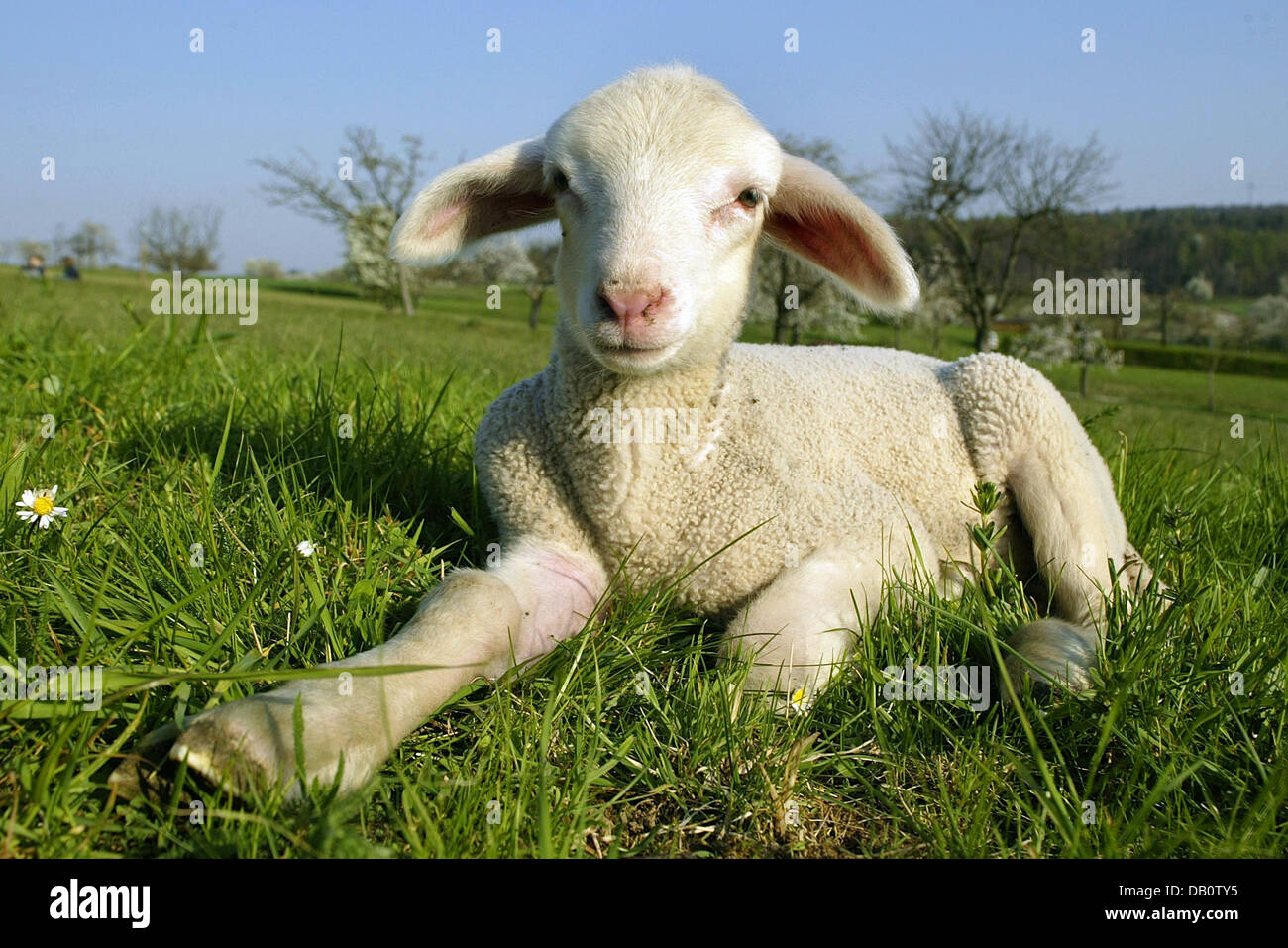 The undated recent picture shows a little Merino lamb lying on a meadow ...
