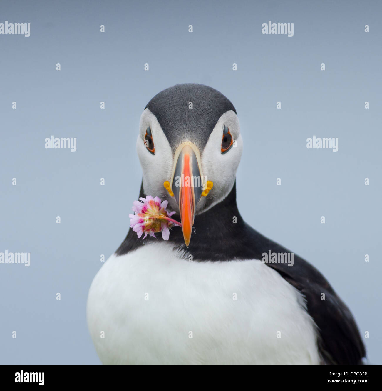 An Atlantic Puffin also knows as the common puffin is carrying a pink ...