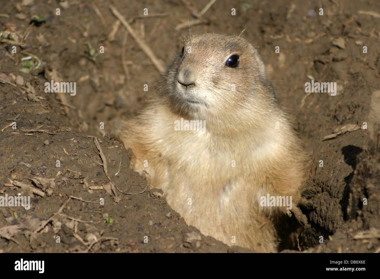 Ronald wittek prairie dog hi-res stock photography and images - Alamy
