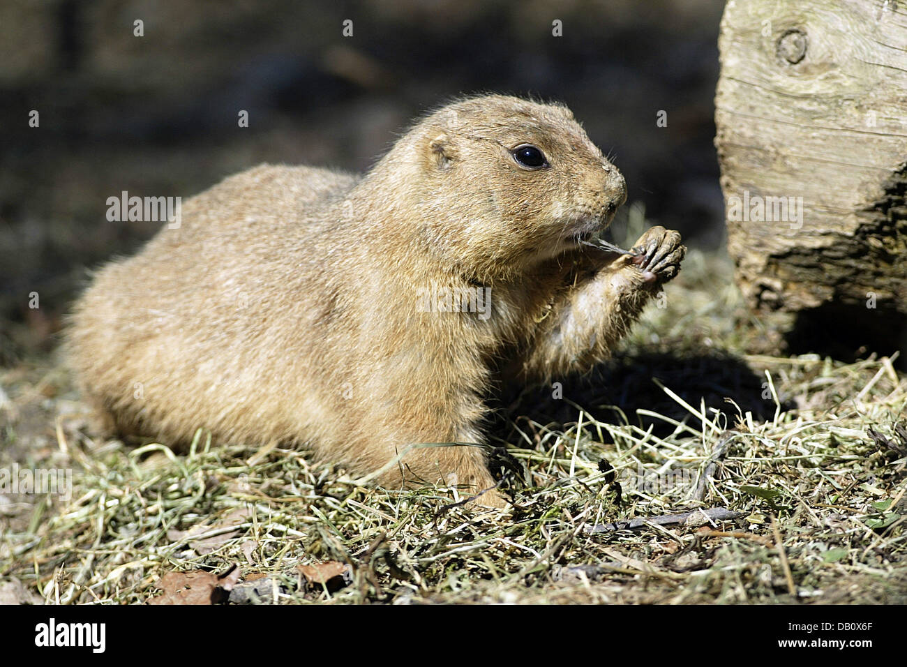 The picture shows a Black-tailed Prairie Dog (lat.: Cynomy ludovicianus ...