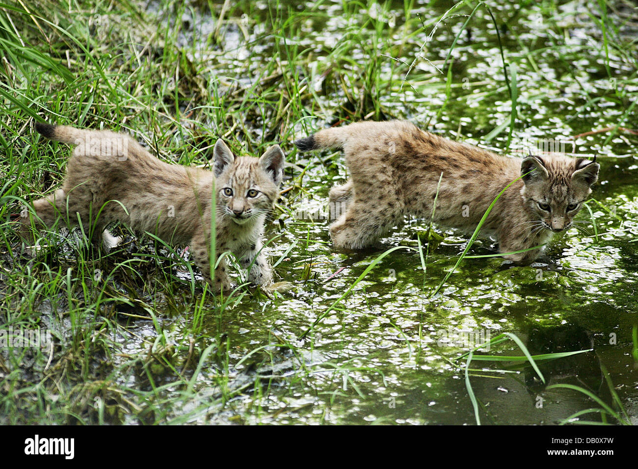 Two European lynx pups stand in a little brook at their outdoor ...