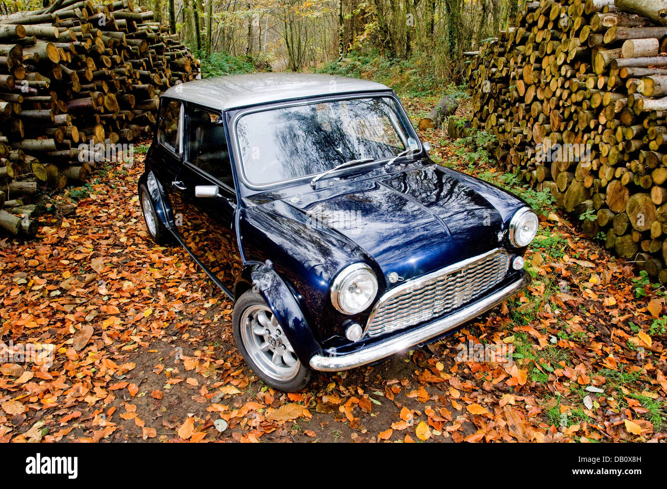 Blue Austin Mini in a forest beside stacked logs and autumn leaves on ...