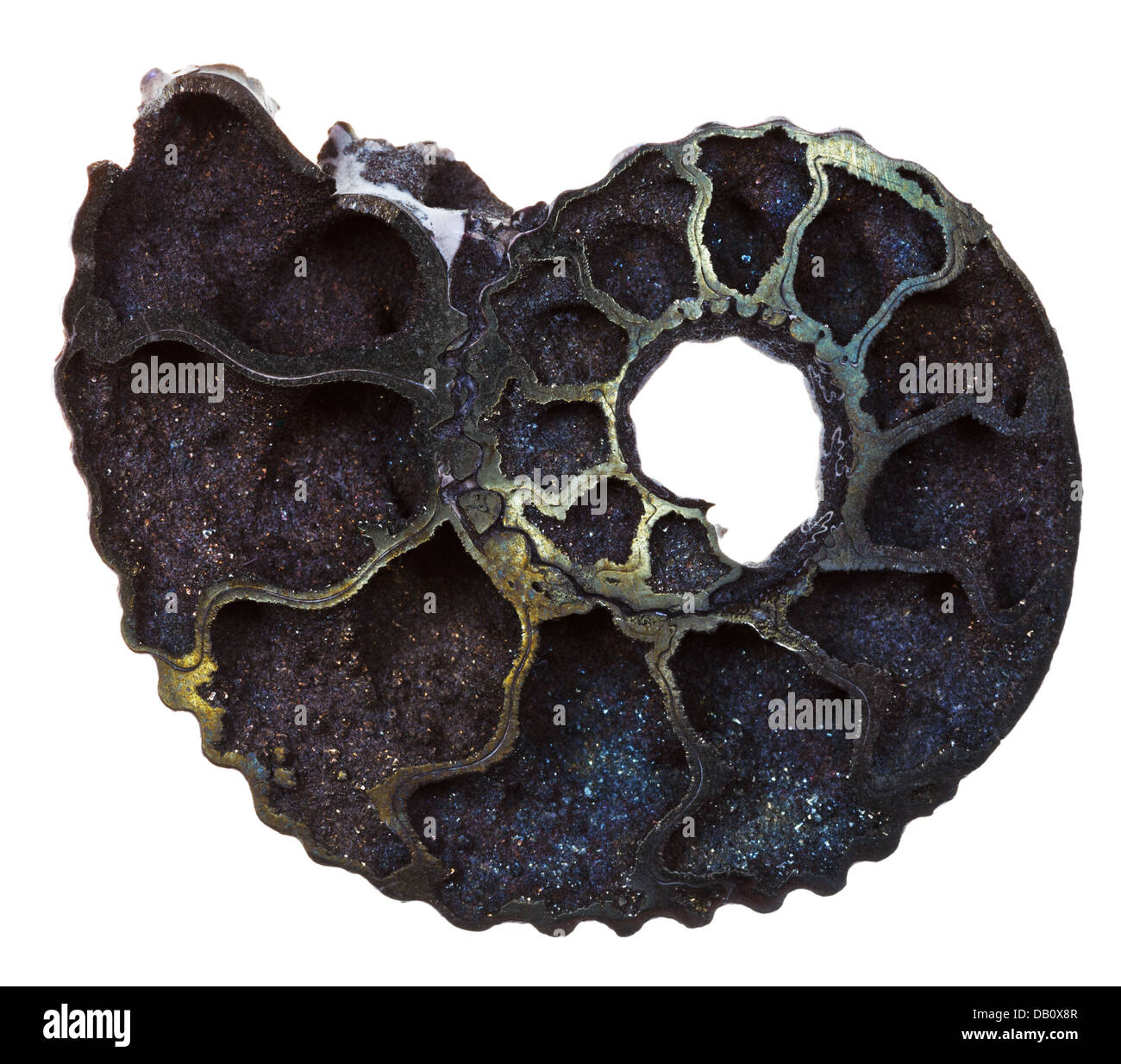 section of fossil ammonite shell isolated on white background Stock ...