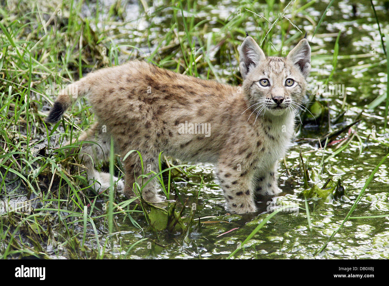 A Eurasian lynx pup is pictured at its outdoor enclosure in Germany ...
