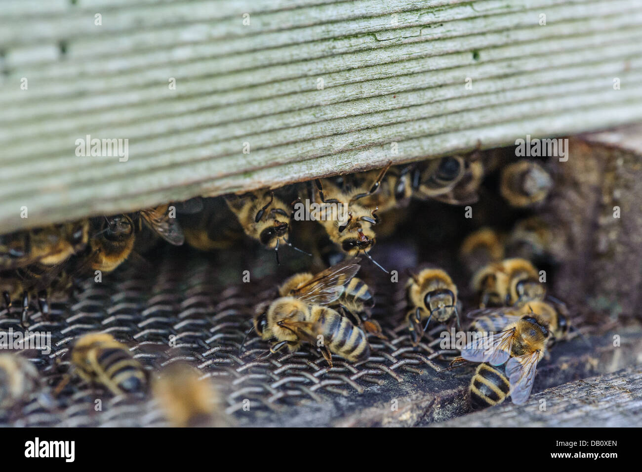Bee coming bee hive hi-res stock photography and images - Alamy