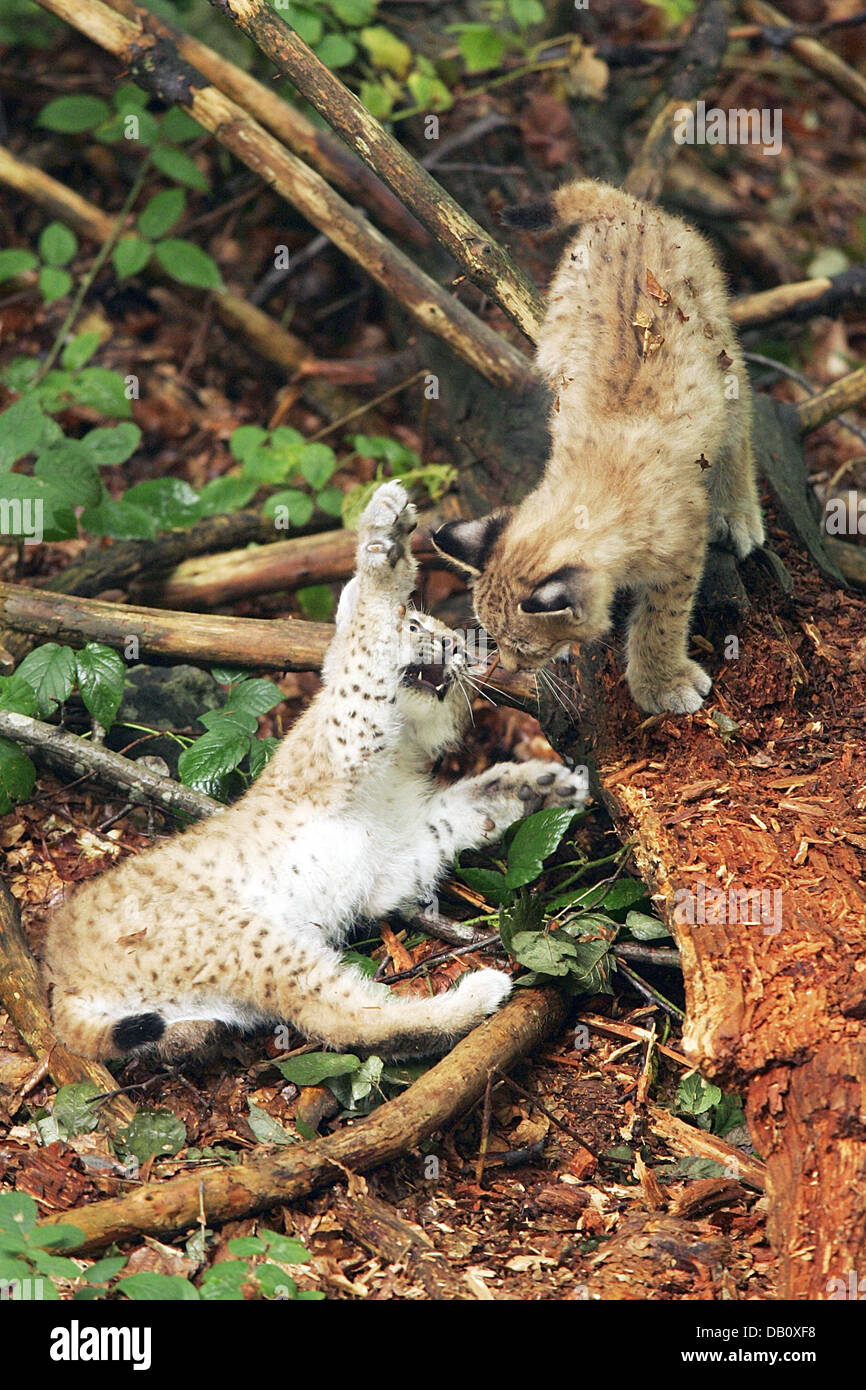 Two European lynx pups play in their outdoor enclosure in Germany ...