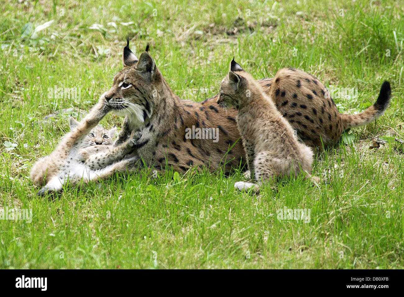 Two European lynx pups play with their mother in their outdoor ...