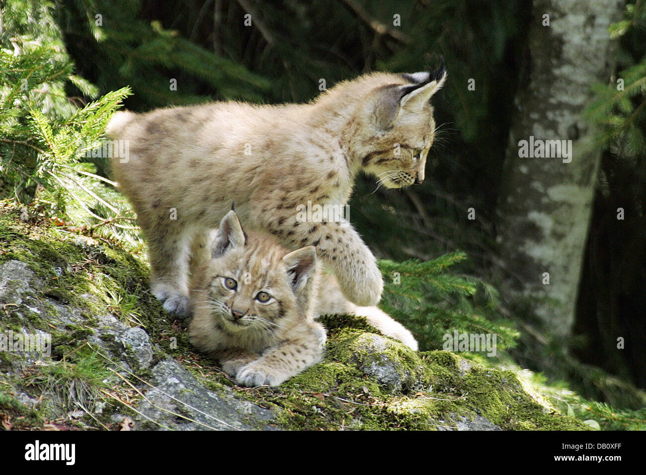 Two Eurasian lynx pups play in their outdoor enclosure in Germany ...