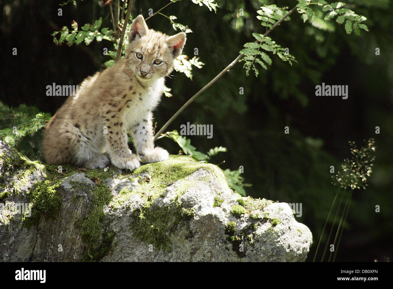 A Eurasian lynx pup sits on a mossy rock in an outdoor enclosure in ...