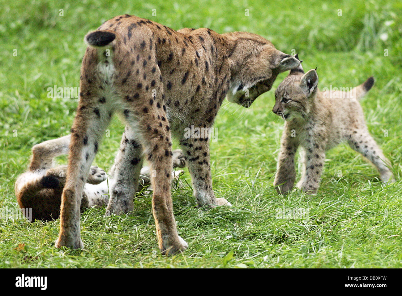 A Eurasian lynx mother plays with her two pups in their outdoor ...