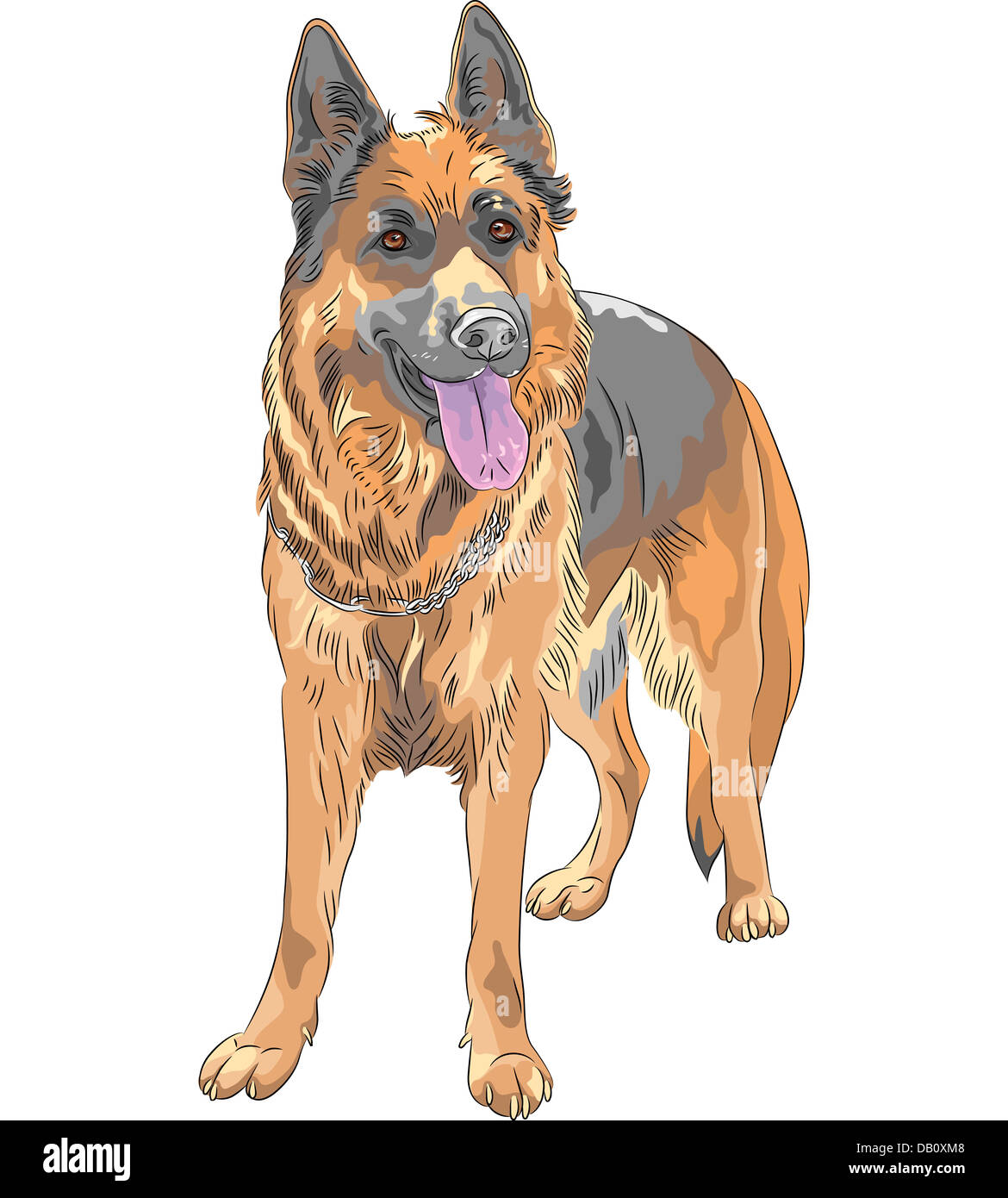 portrait of a dog German shepherd breed smiles with his tongue hanging ...