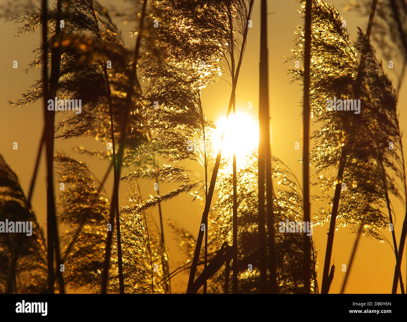 Bulrush during sundown. Beautiful summer landscape Stock Photo - Alamy
