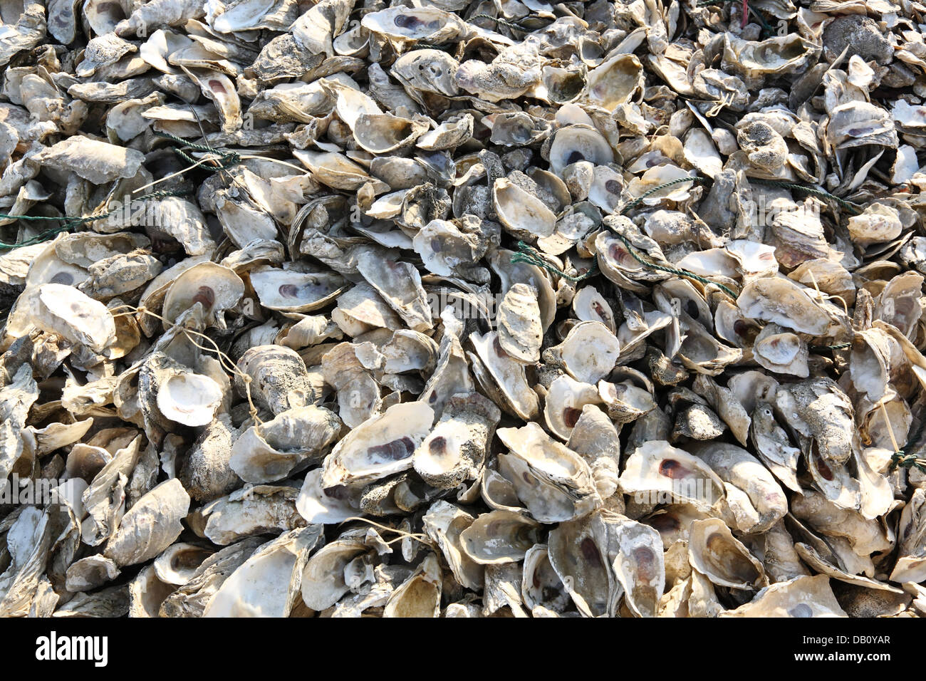 Pacific oyster shell pearl hi-res stock photography and images - Alamy