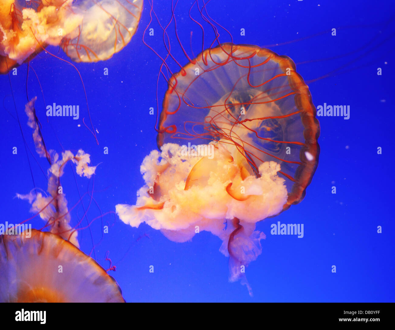 Medusa jellyfish hi-res stock photography and images - Alamy